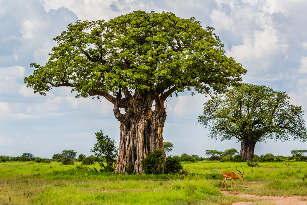 Africa ~ Linda Blackerby Photography