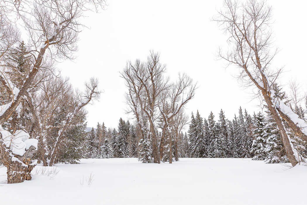 White as Snow ~ Linda Blackerby Photography